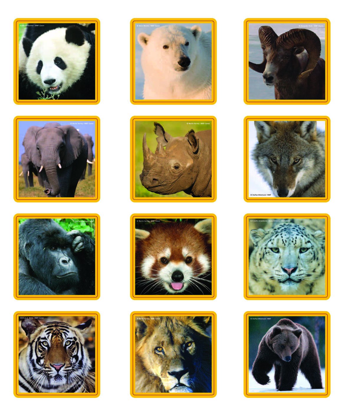WWF Mammals Memory Game – TopToy